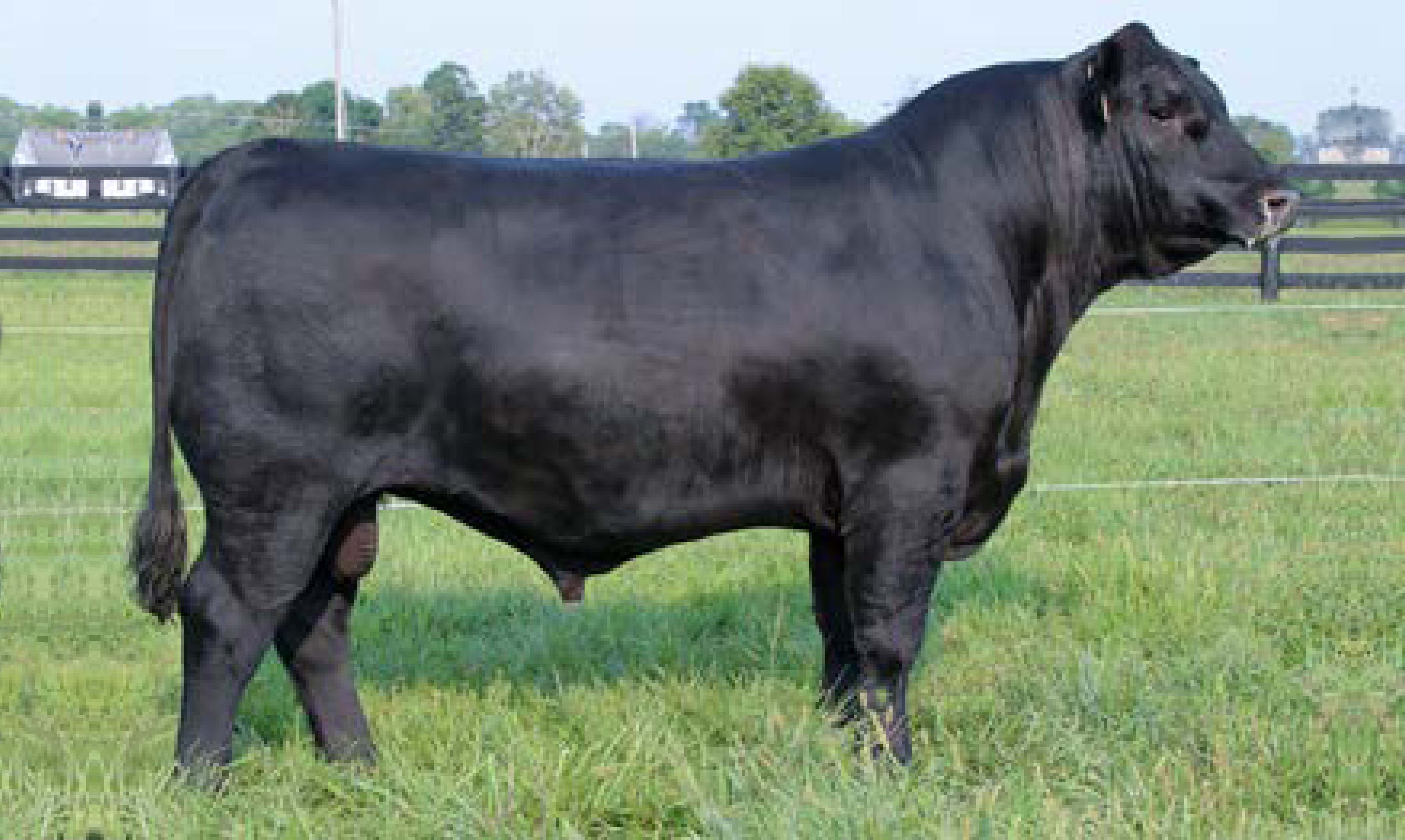 Summit Genetics Semen Sales